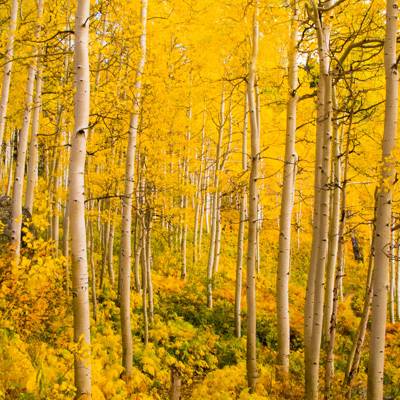 25 of the most amazing trees in the world | CN Traveller