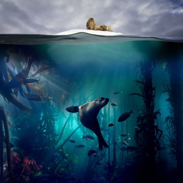 Blue Planet 2 - incredible pictures from the BBC1 series | CN Traveller