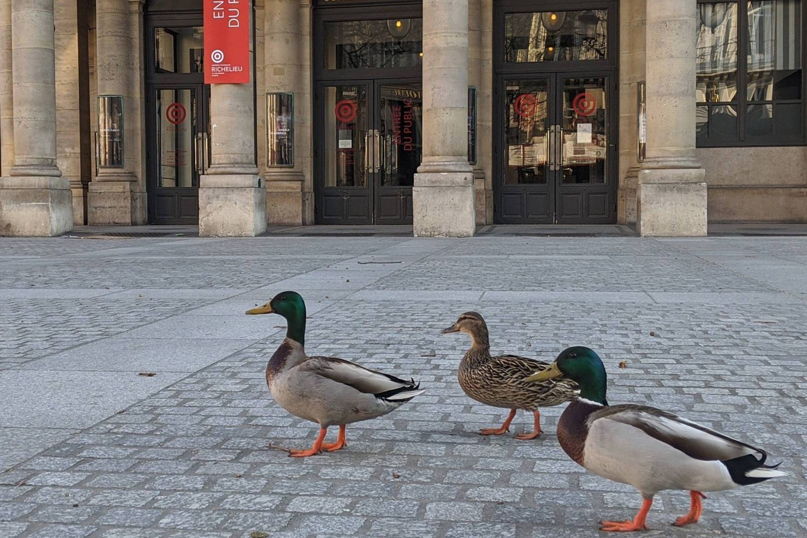 The animals taking over cities while the world is in lockdown | CN ...