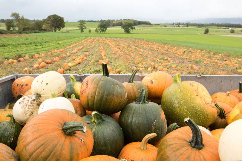 The best pumpkin patches in the UK 2020 | CN Traveller