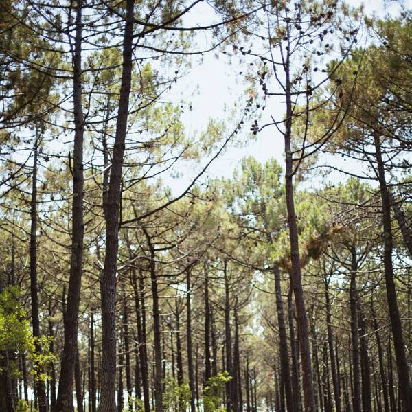 Cap Ferret guide - things to see and do | France | CN Traveller