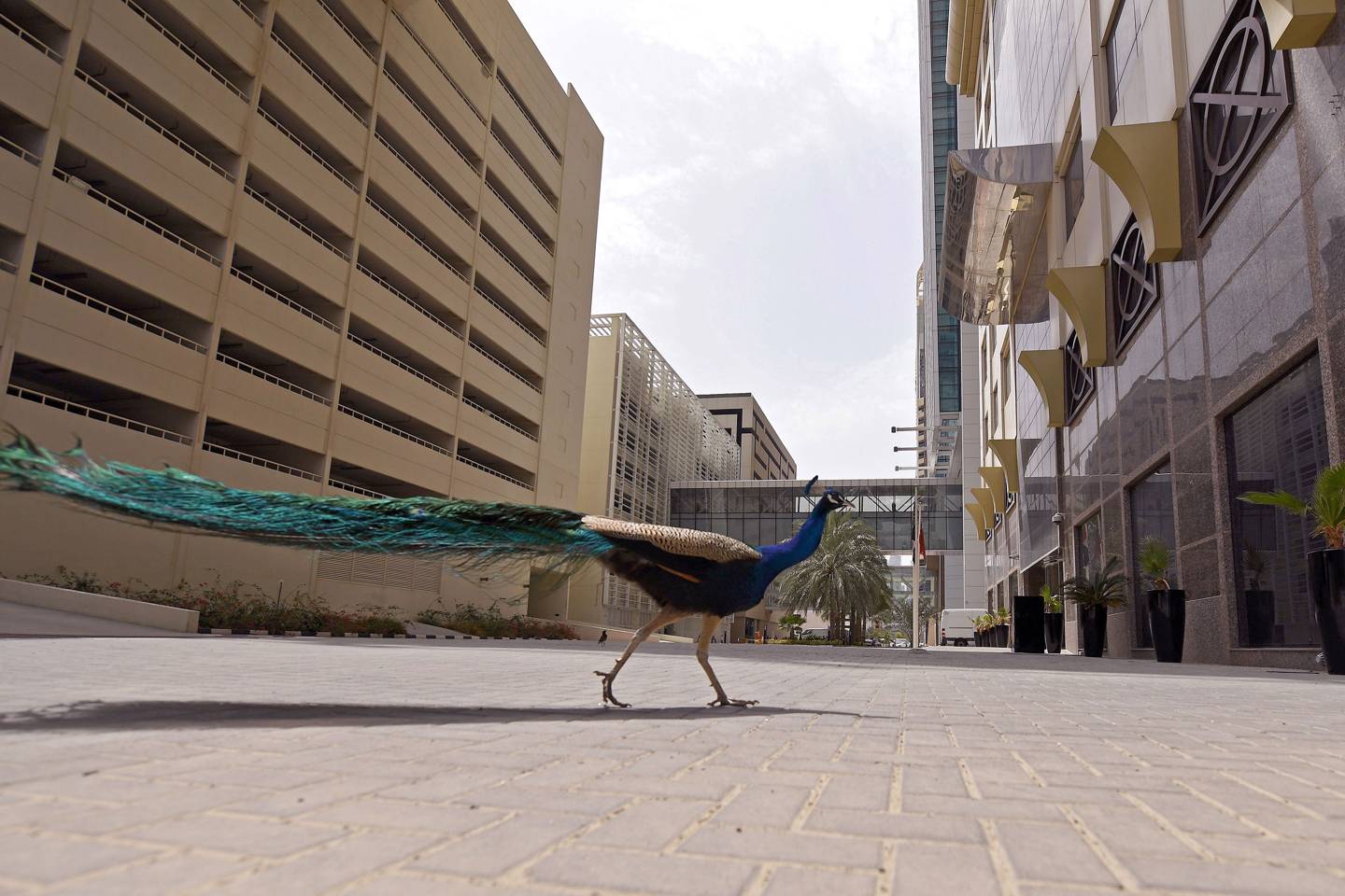 The animals taking over cities while the world is in lockdown | CN ...