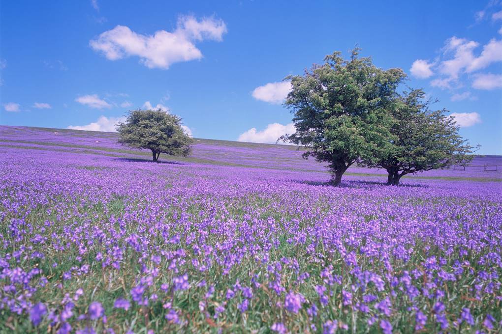 Bluebell season UK: where to go | CN Traveller