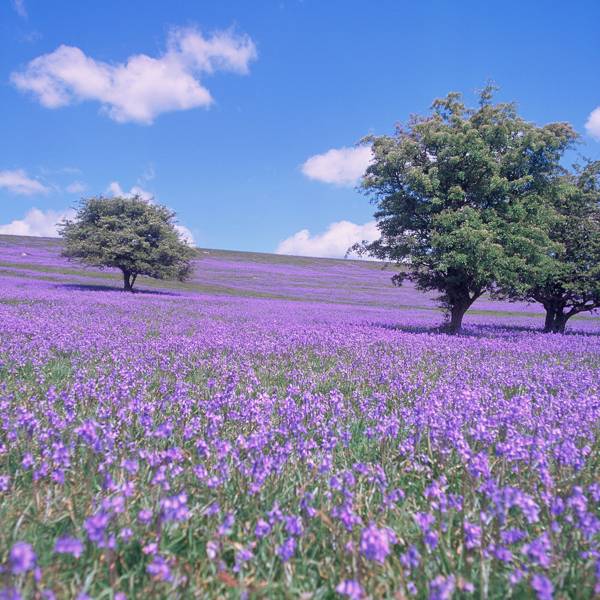 Bluebell season UK: where to go | CN Traveller