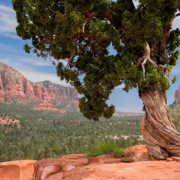 25 of the most amazing trees in the world | CN Traveller