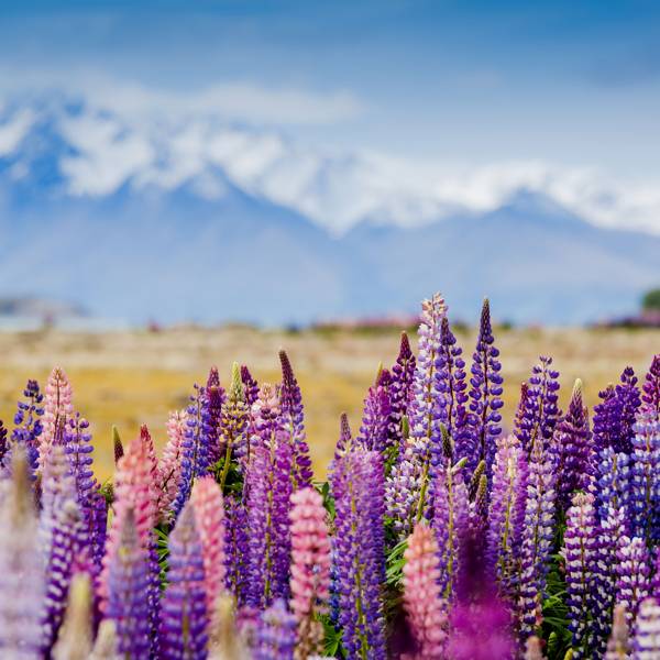 Where to see blooming flowers around the world | CN Traveller