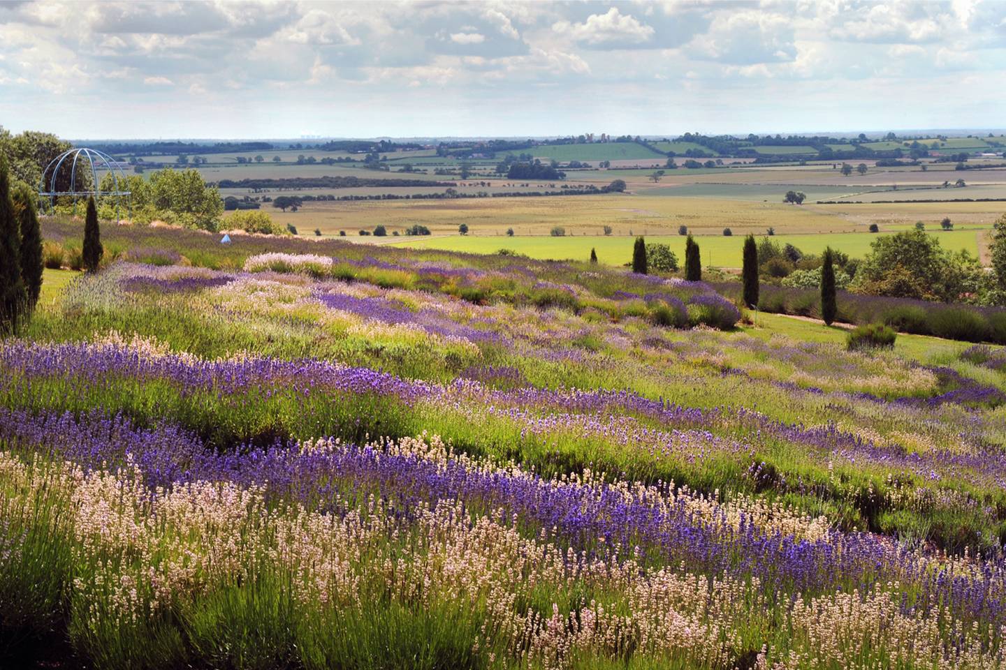 Lavender fields UK: the 8 prettiest | CN Traveller