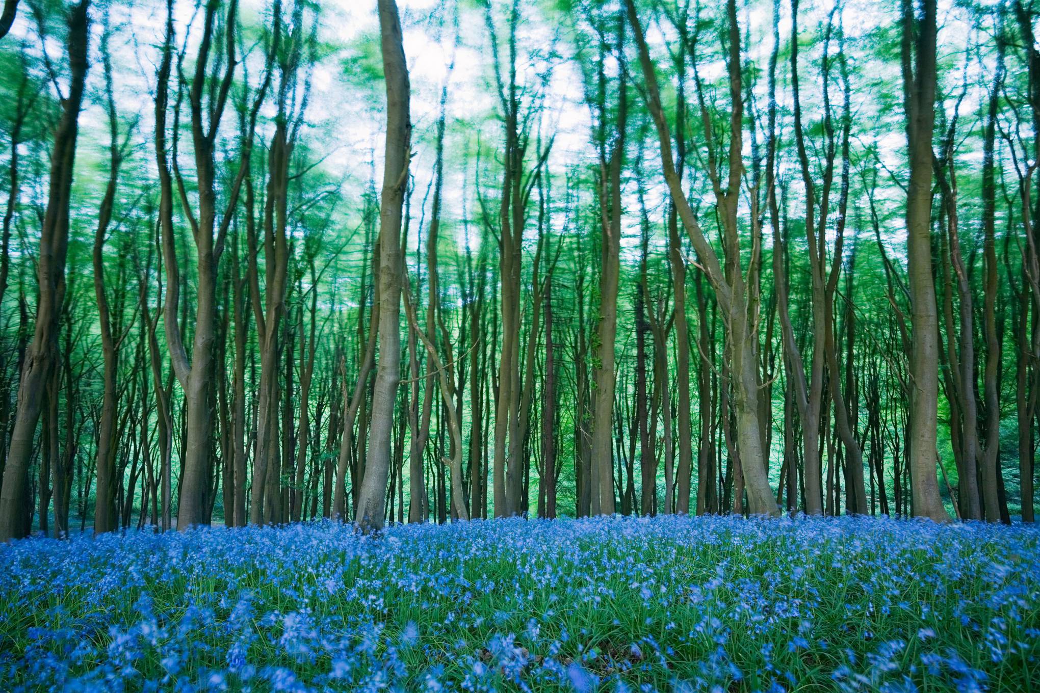 Bluebell season UK: where to go | CN Traveller