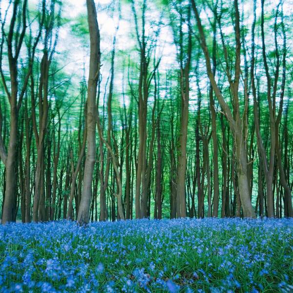 Bluebell season UK: where to go | CN Traveller