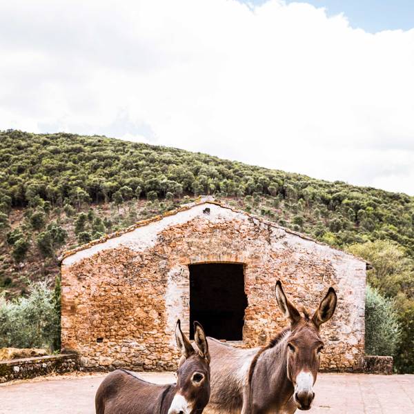 The 8 best farm stays in Europe | CN Traveller