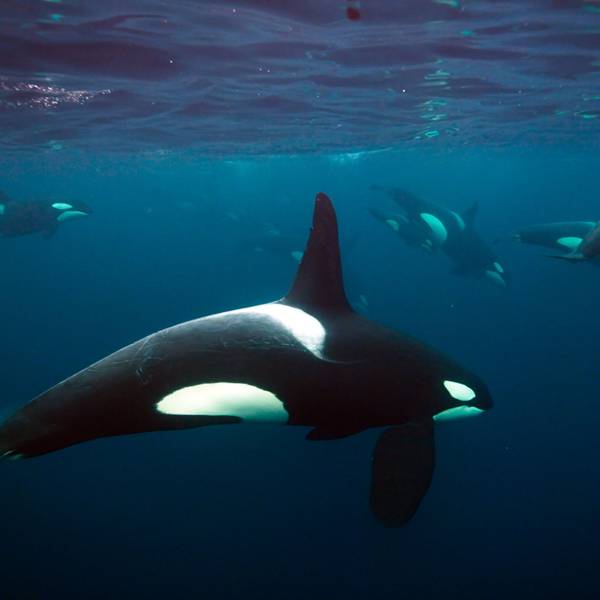 Blue Planet 2 - incredible pictures from the BBC1 series | CN Traveller