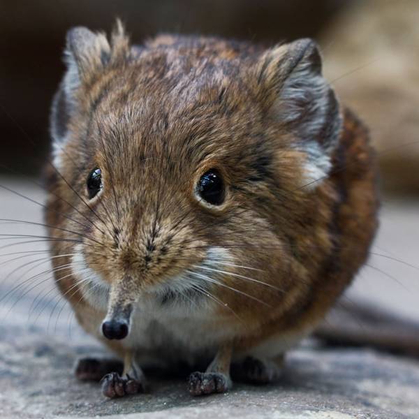 The cutest animals in the world that you never knew existed | CN Traveller