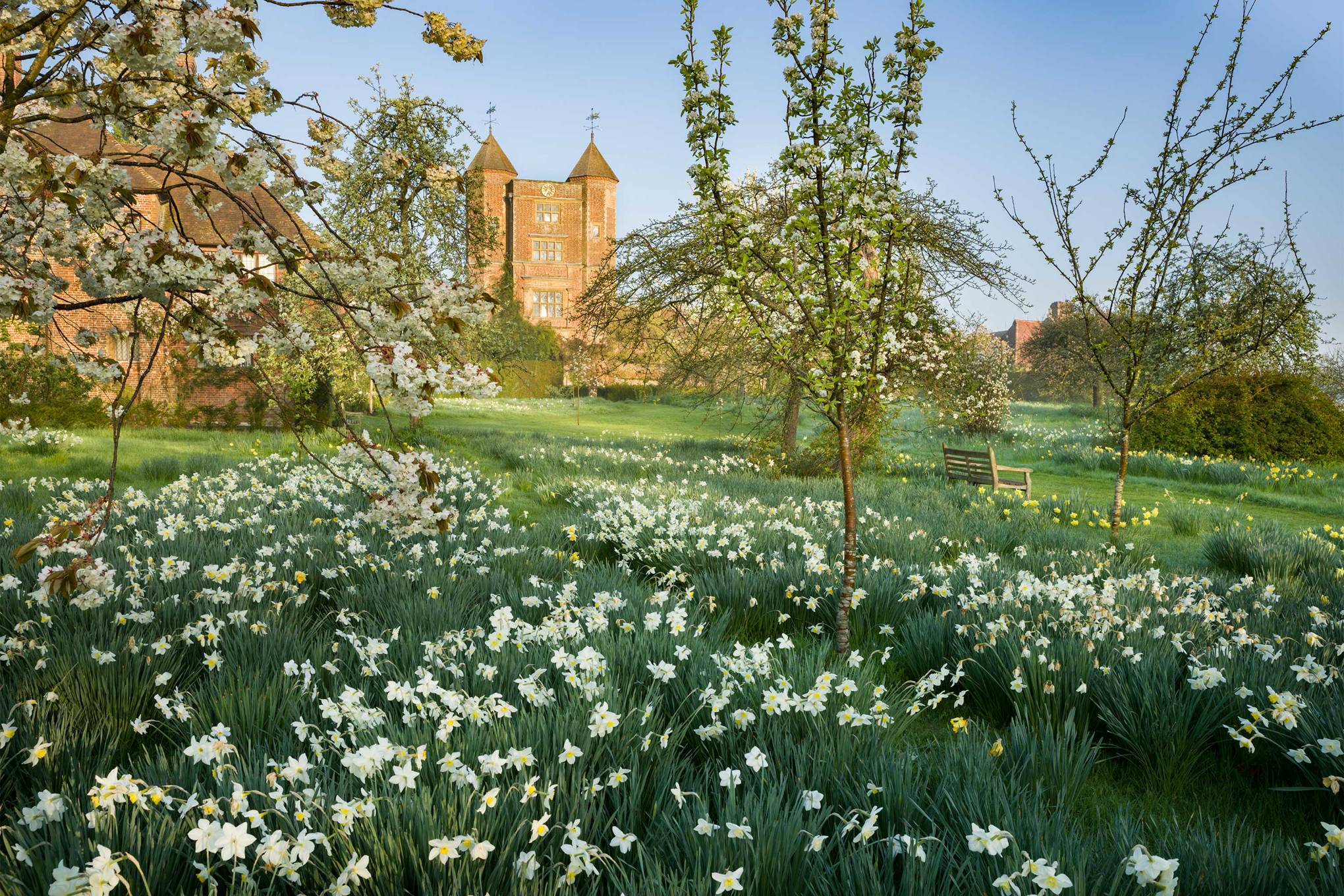 The prettiest daffodil fields in the UK | CN Traveller