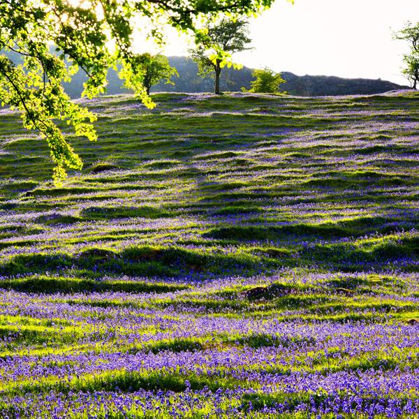 Bluebell season UK: where to go | CN Traveller