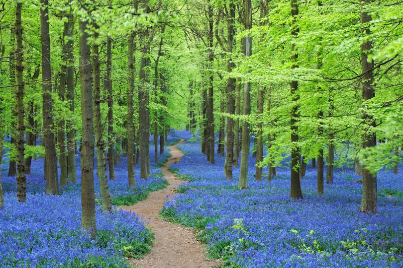 Bluebell season UK: where to go | CN Traveller
