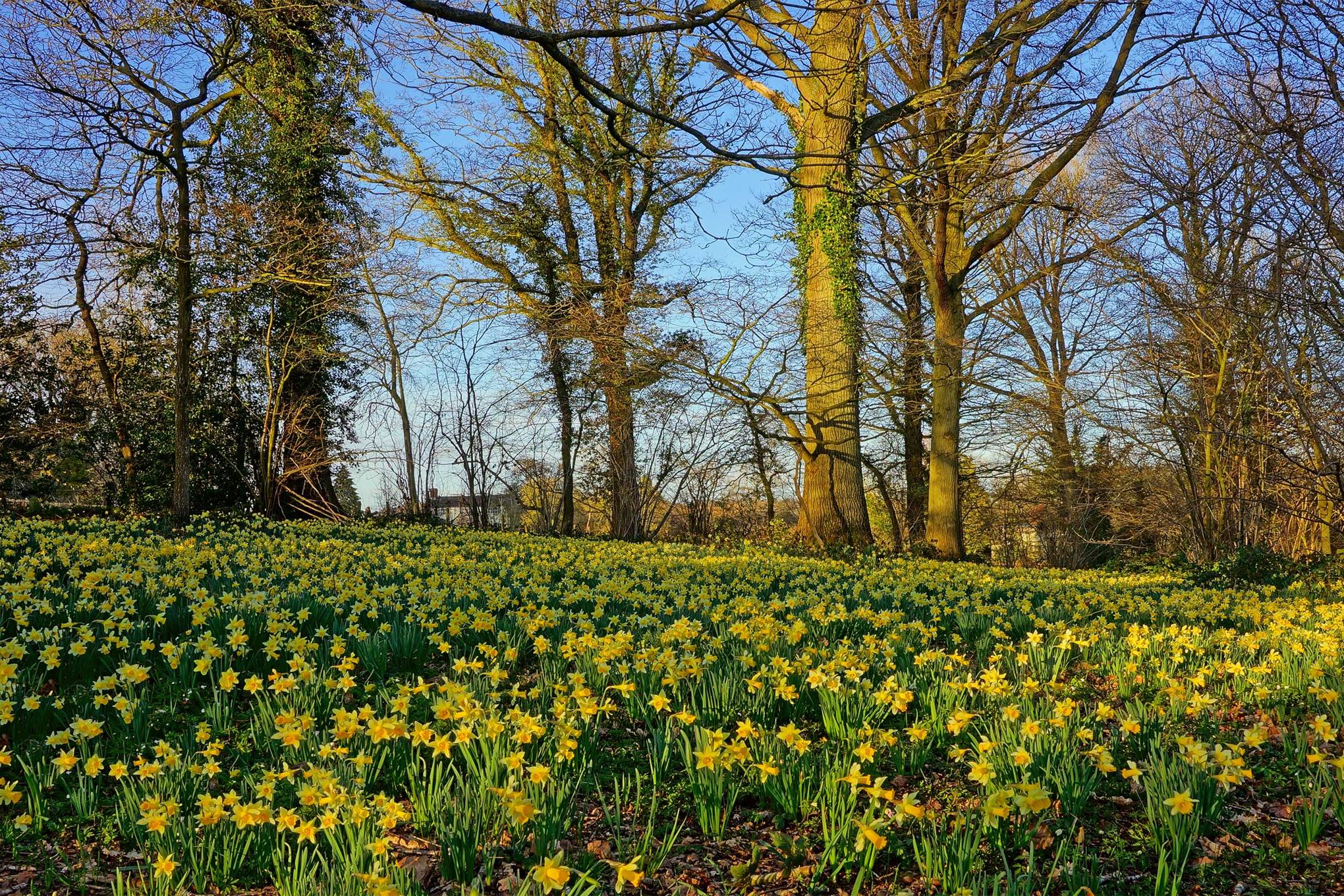 The prettiest daffodil fields in the UK | CN Traveller