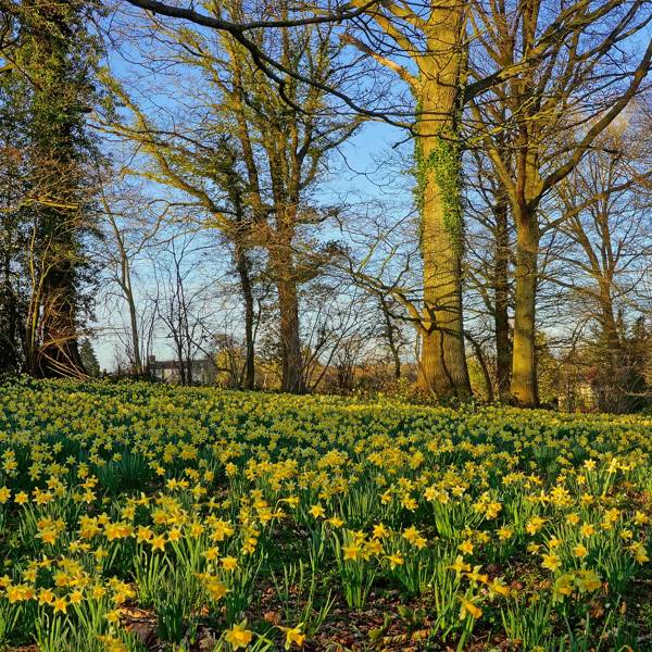 The prettiest daffodil fields in the UK | CN Traveller