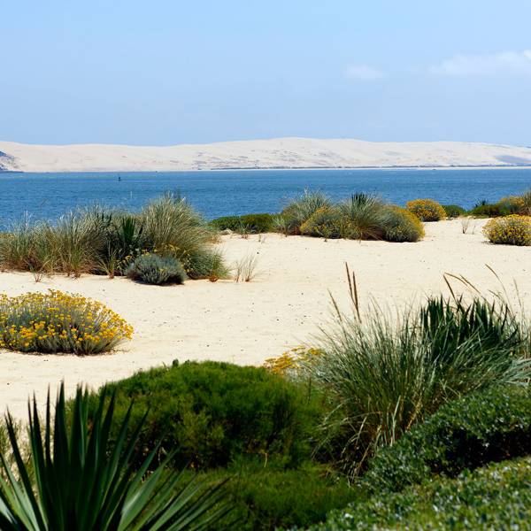 Cap Ferret guide - things to see and do | France | CN Traveller