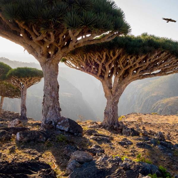 25 of the most amazing trees in the world | CN Traveller