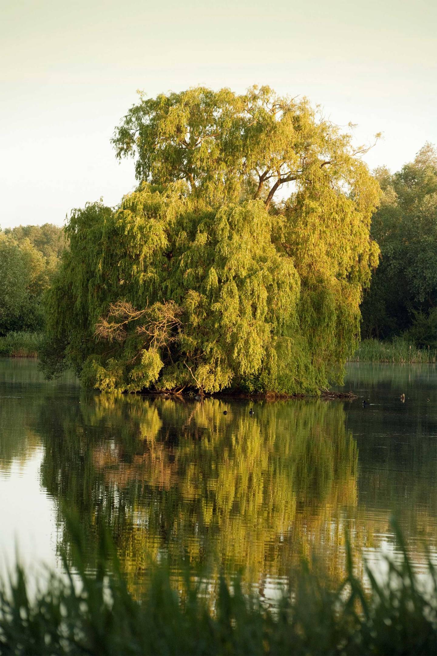 25 of the most amazing trees in the world | CN Traveller