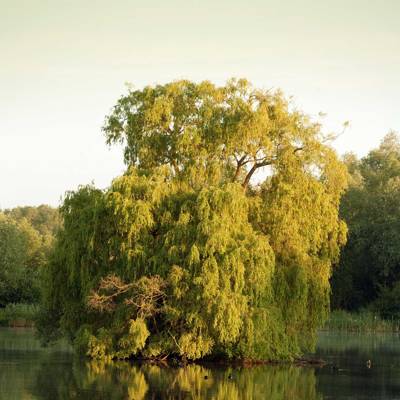 25 of the most amazing trees in the world | CN Traveller