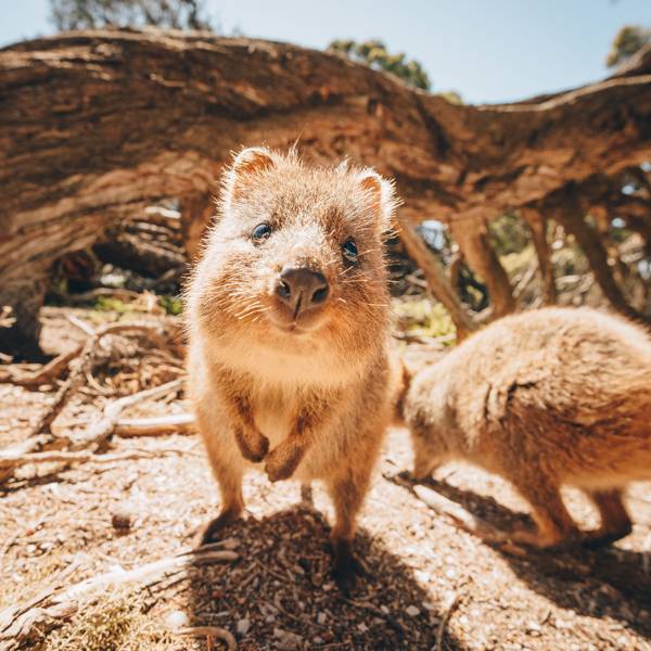 The cutest animals in the world that you never knew existed | CN Traveller