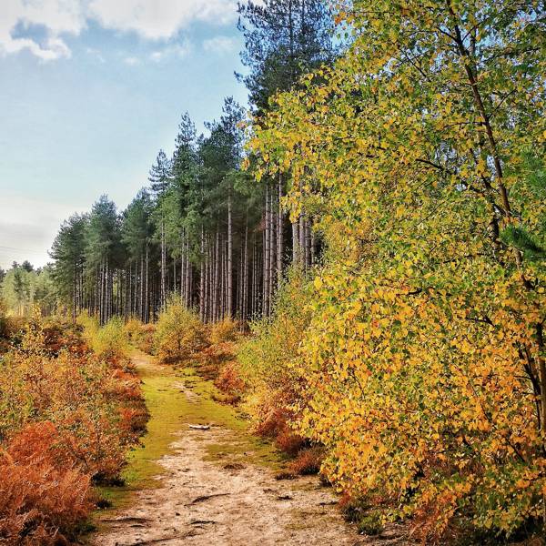The best places to see Autumn leaves in the UK | CN Traveller