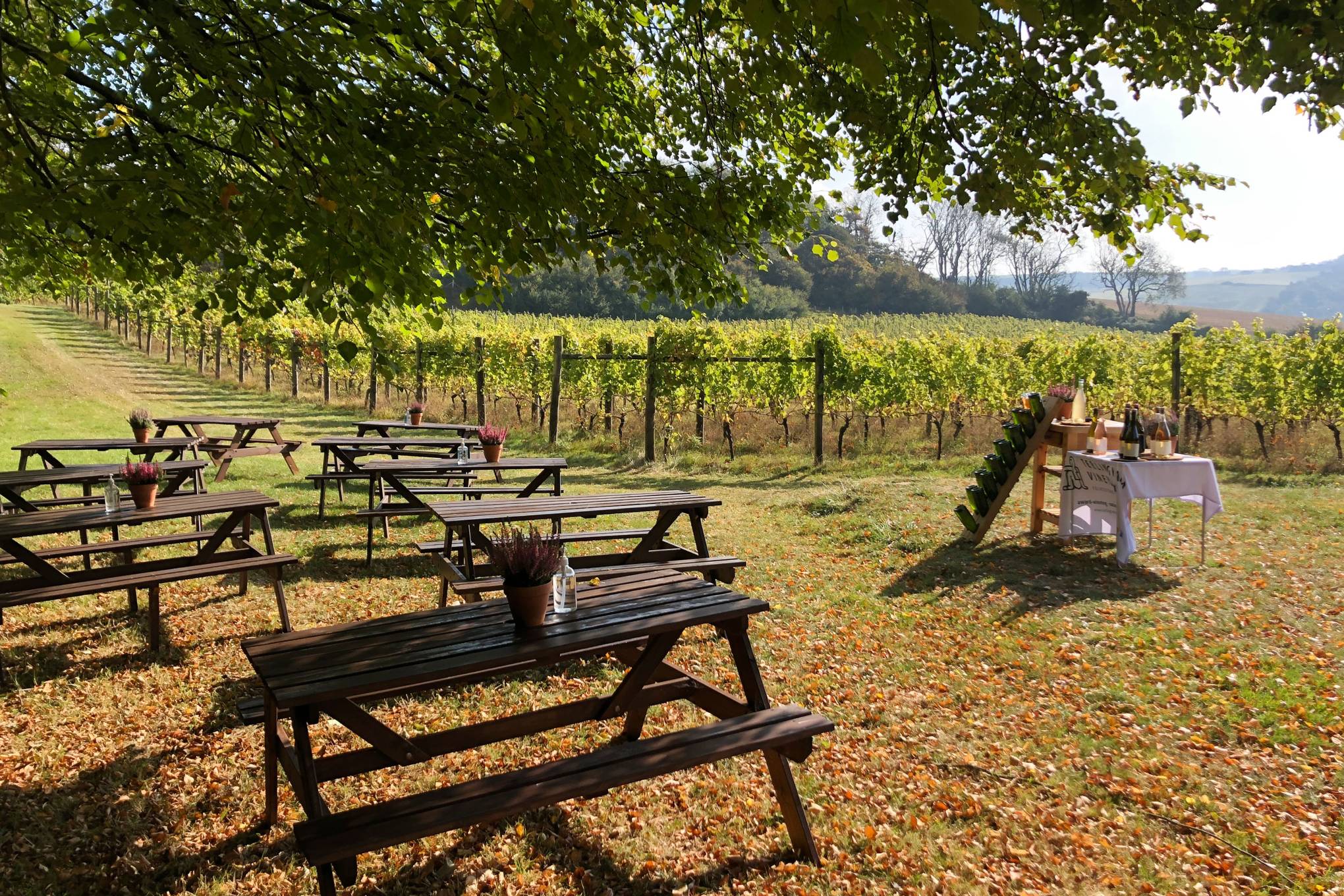 The best vineyards in England and Wales | CN Traveller