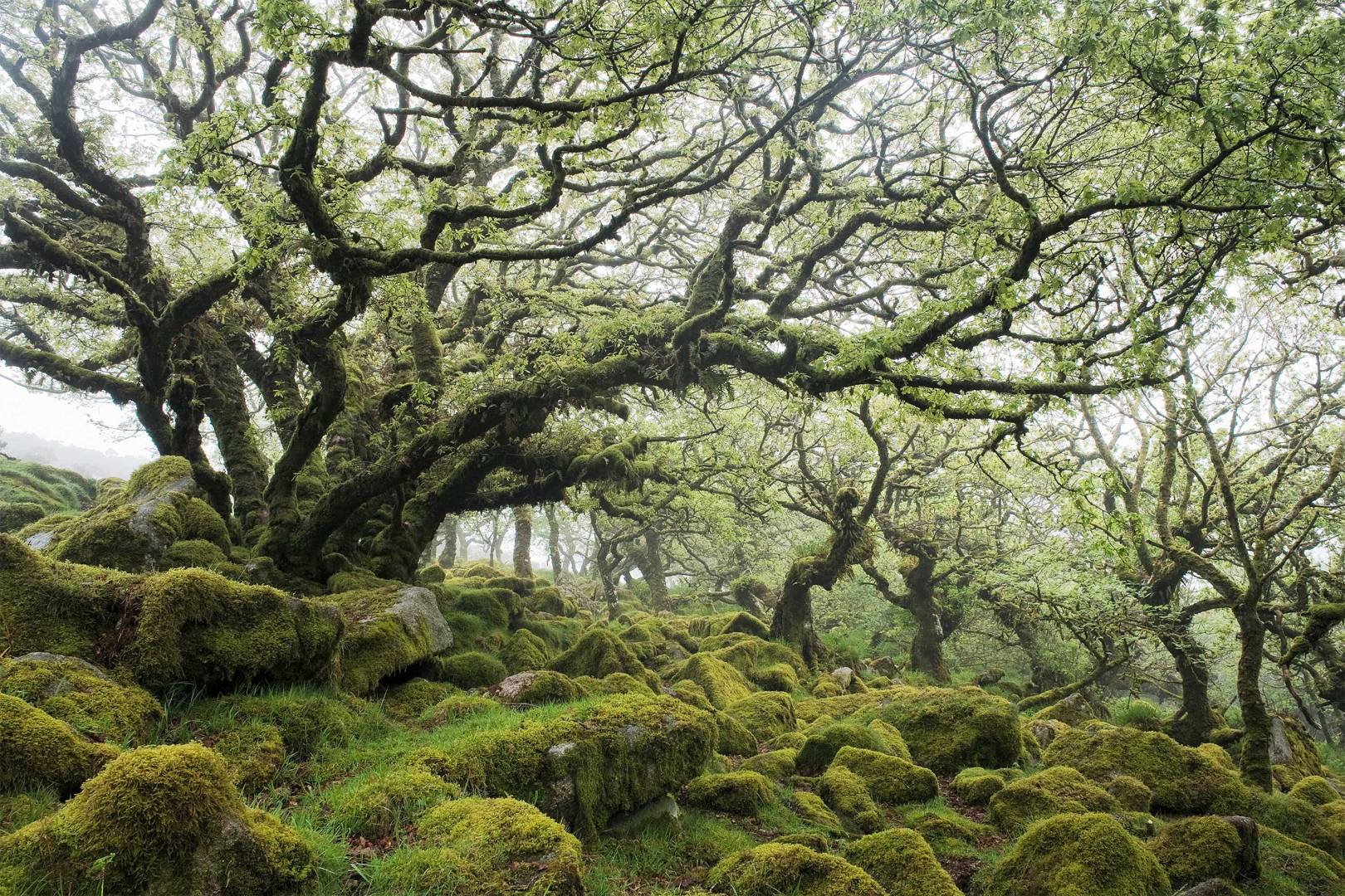 25 of the most amazing trees in the world | CN Traveller