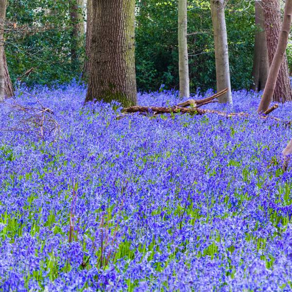Bluebell season UK: where to go | CN Traveller