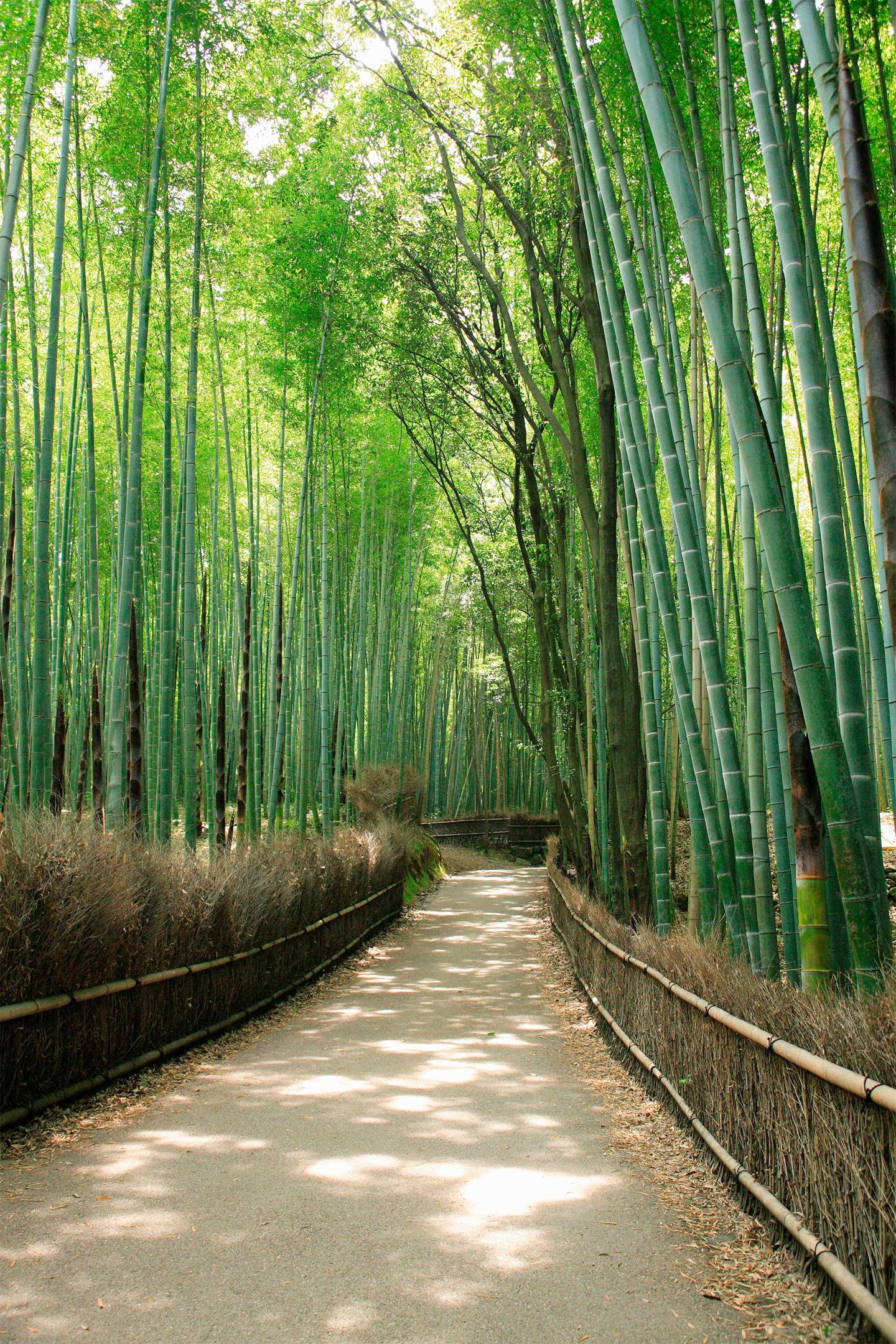 25 of the most amazing trees in the world | CN Traveller