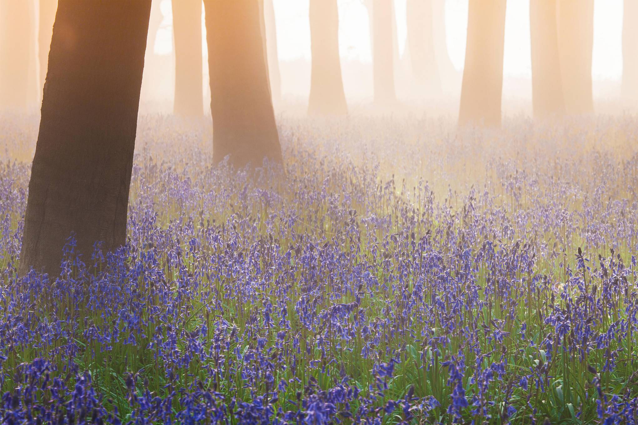 Bluebell season UK: where to go | CN Traveller