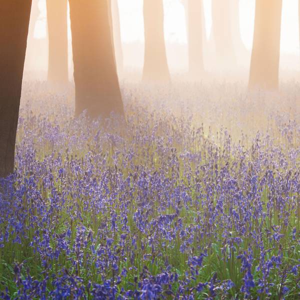 Bluebell season UK: where to go | CN Traveller