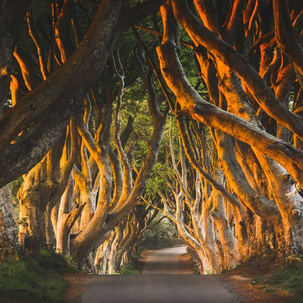 25 of the most amazing trees in the world | CN Traveller