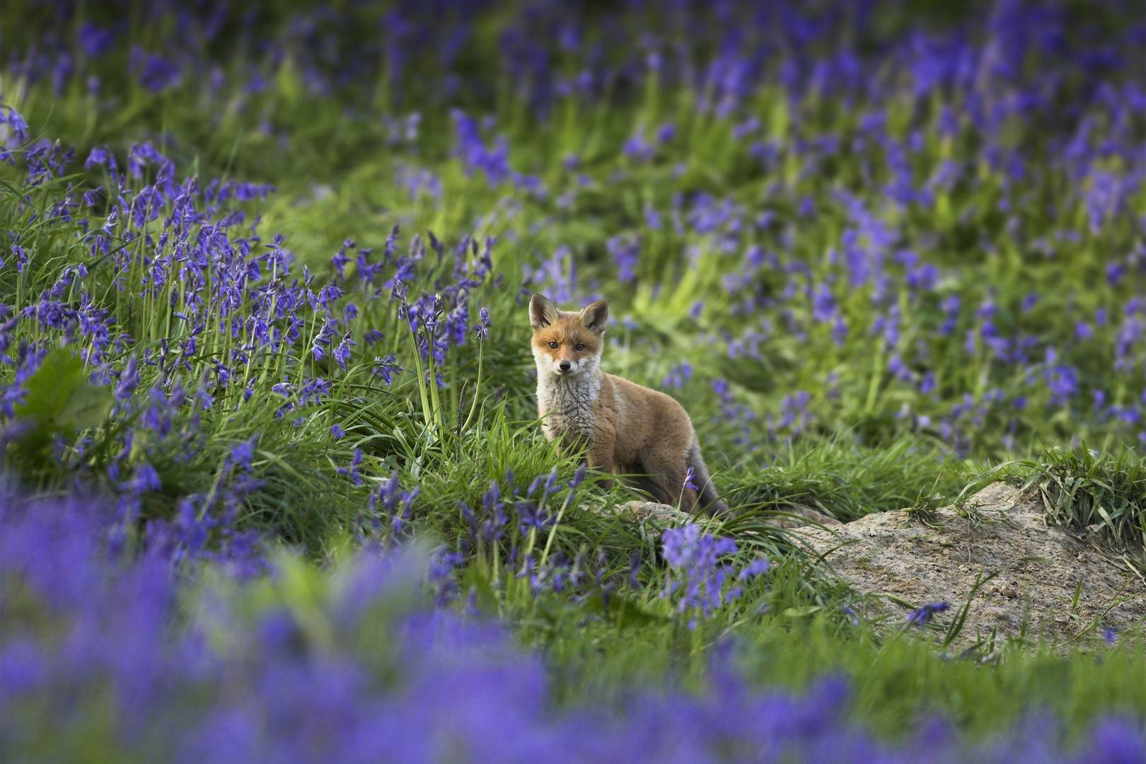 Bluebell season UK: where to go | CN Traveller