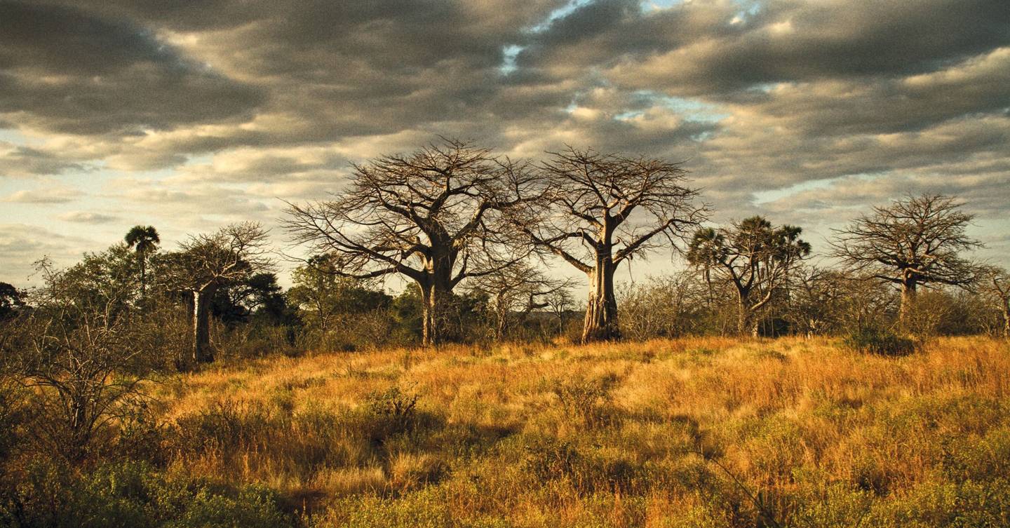Ruaha National Park, Tanzania | Best African safari camps, game ...