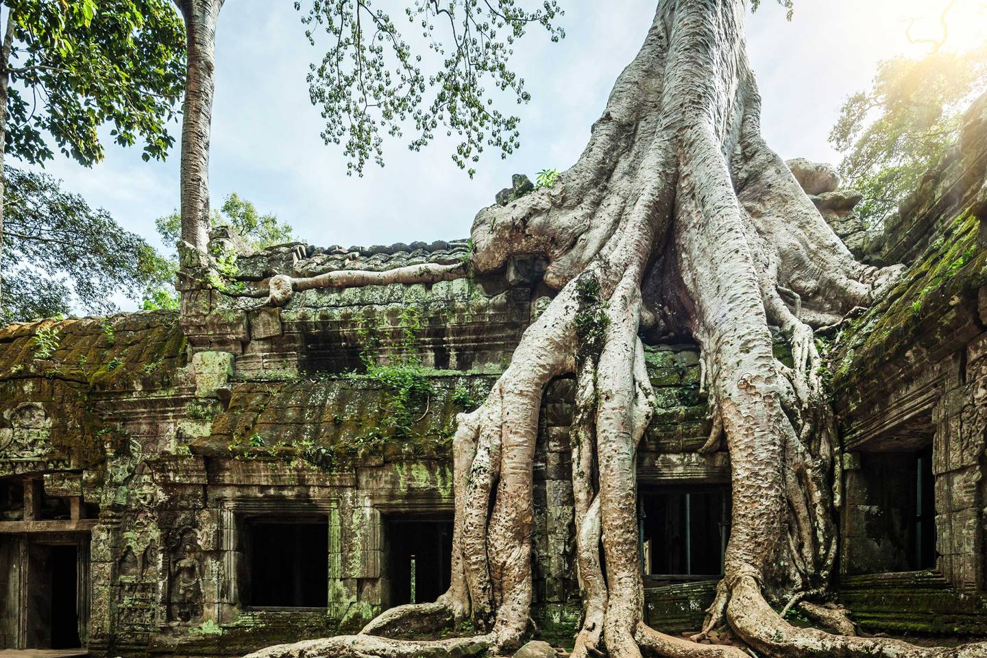 25 of the most amazing trees in the world | CN Traveller