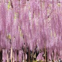 25 of the most amazing trees in the world | CN Traveller