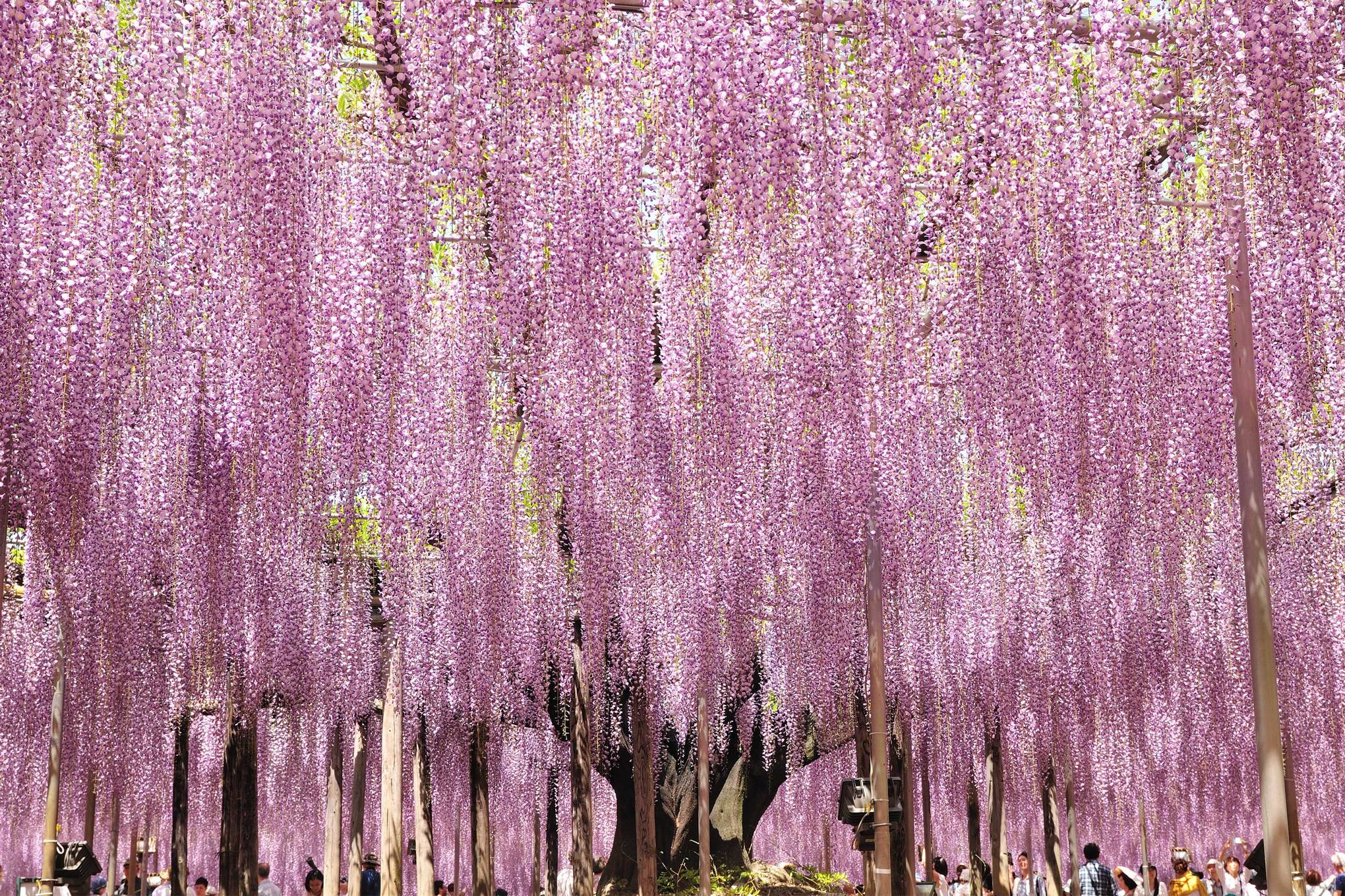 25 of the most amazing trees in the world | CN Traveller