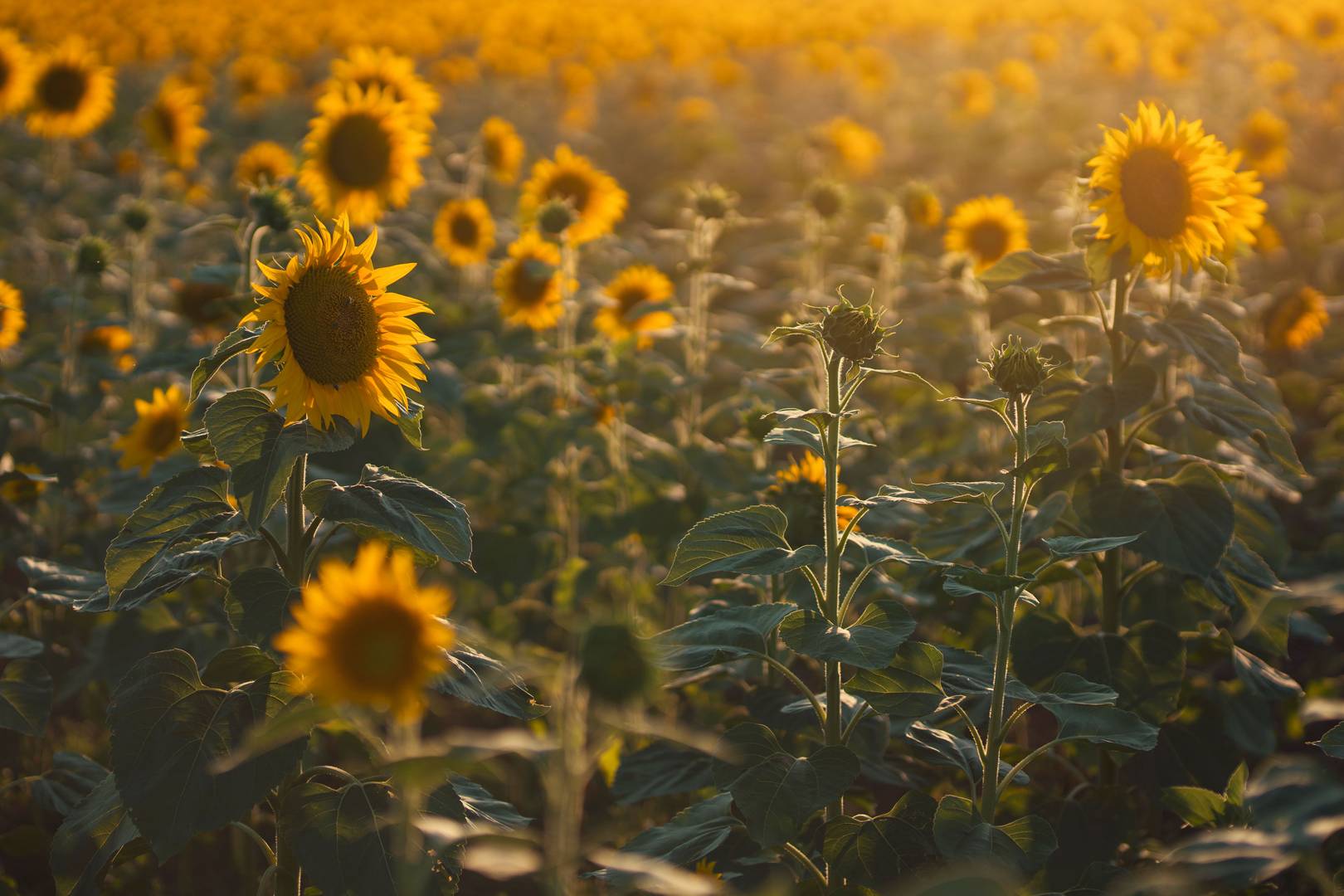 Sunflower farms UK: The 5 prettiest | CN Traveller