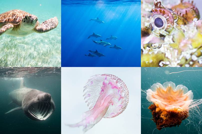 The most incredible underwater photography | CN Traveller