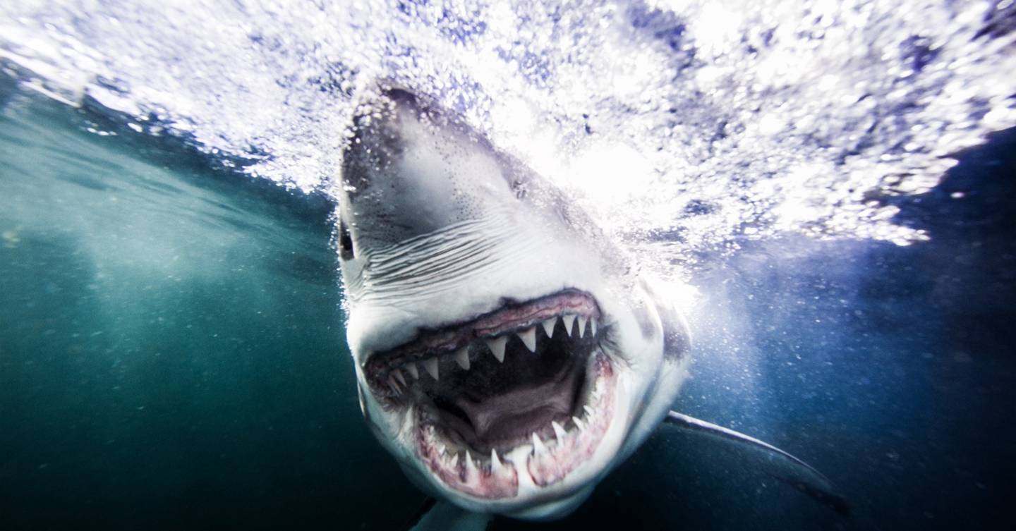 When swimming with sharks goes wrong | CN Traveller